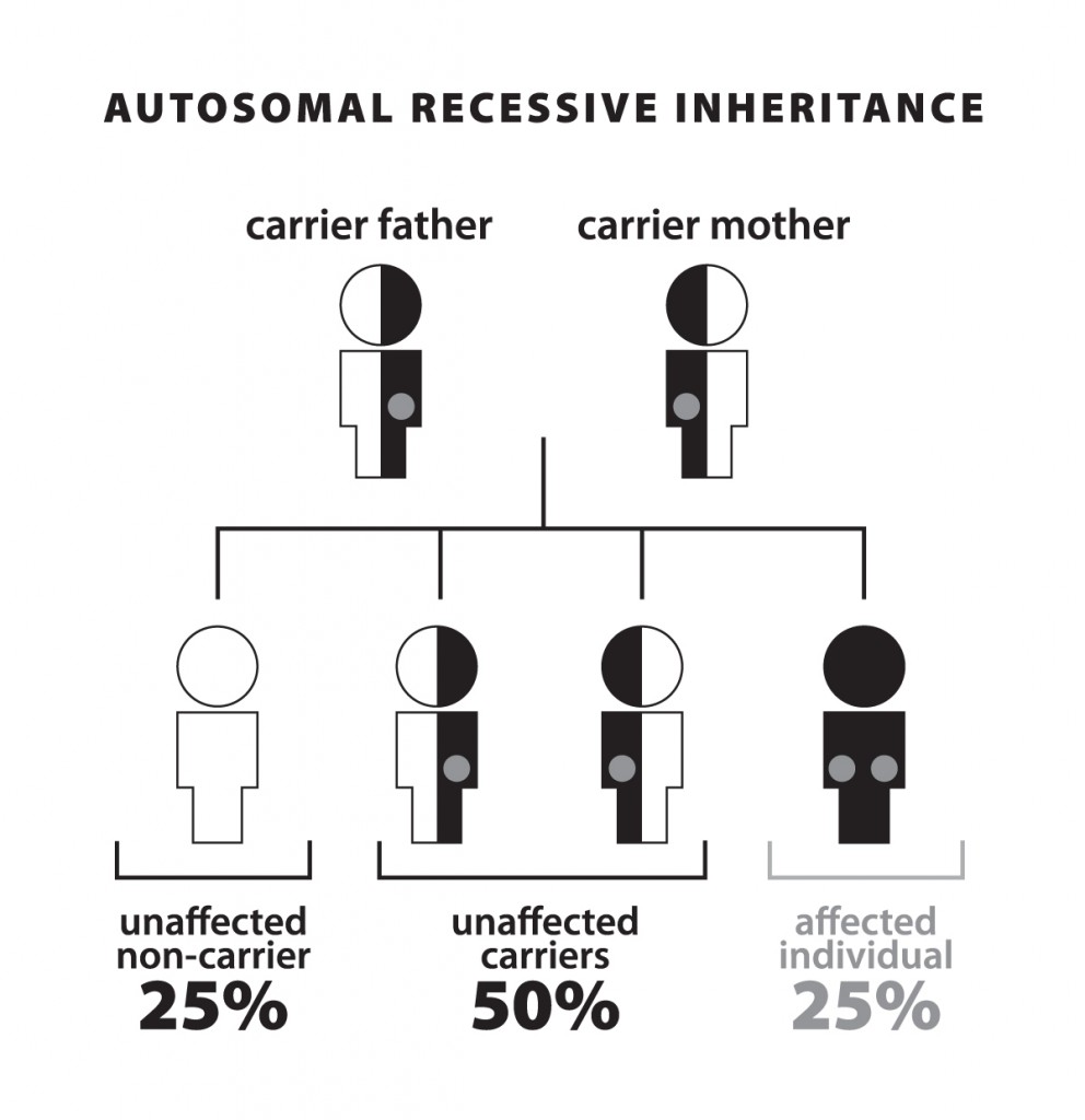 AGC Scholarships » Carrier Screening: An Important Step to Having a ...